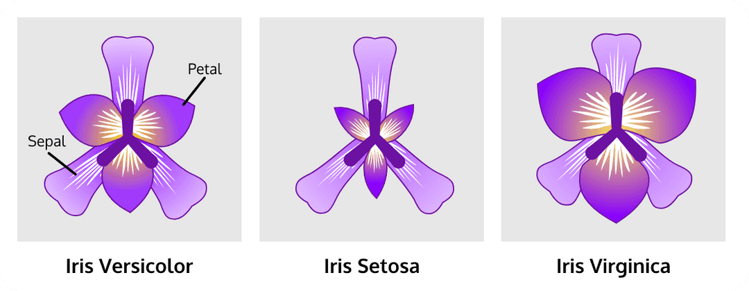 Iris Dataset Clustering with K-Means: A Step-by-Step Analysis