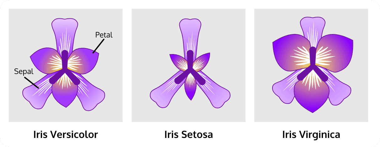 Iris Dataset Clustering with K-Means: A Step-by-Step Analysis